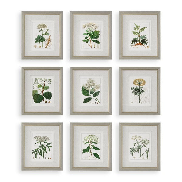 Antique Botanical Prints Set of 9 – British Home Emporium